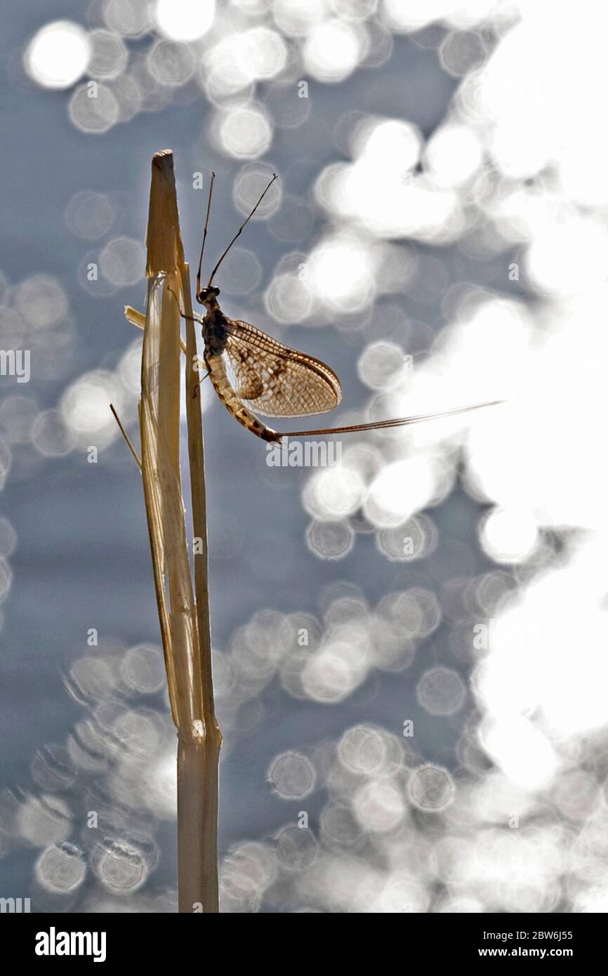Mayfly on twig in front of river Test Hampshire UK Stock Photo - Alamy