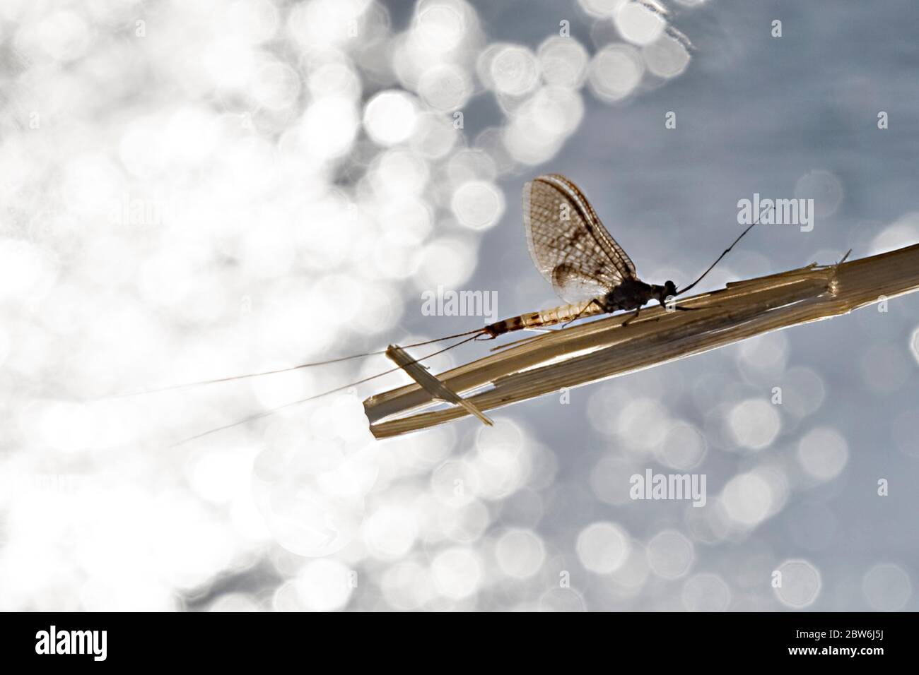 Mayfly in spring in hampshire england hi-res stock photography and ...