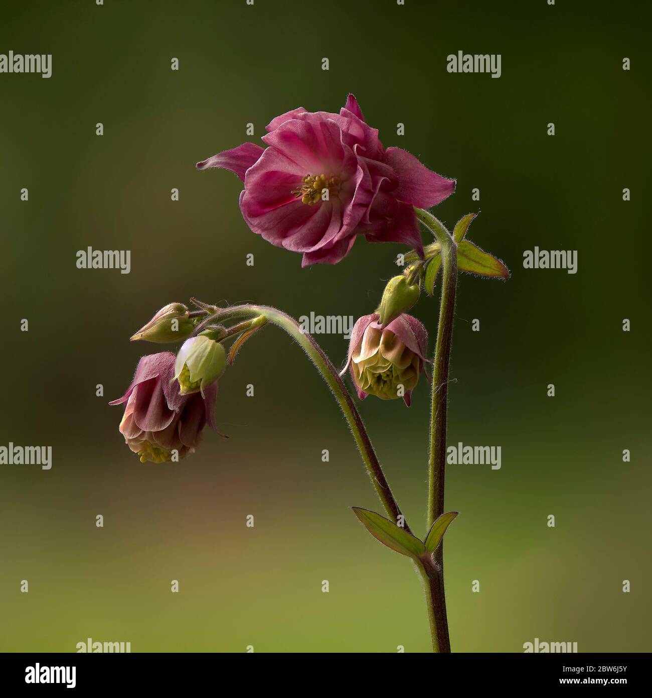 Aquilegia vulgaris sp, garden variety portrait, Dumfries, SW Scotland ...