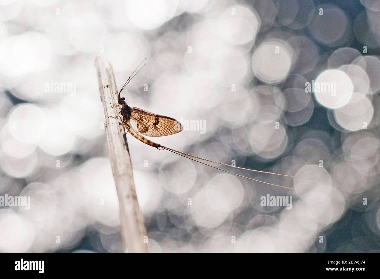 Ephemera damica hi-res stock photography and images - Alamy
