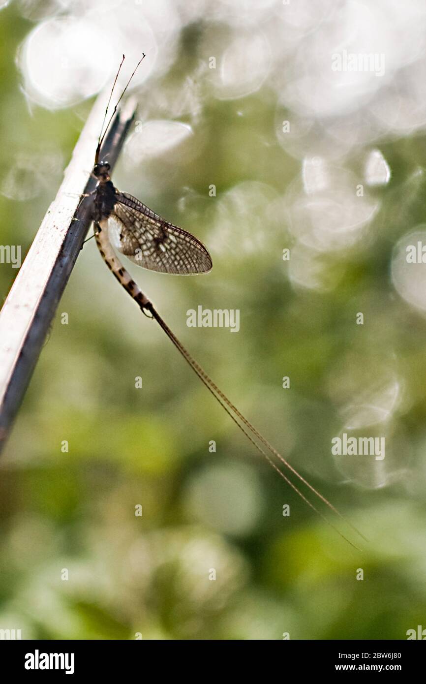 Mayfly on twig in front of river Test Hampshire UK Stock Photo - Alamy