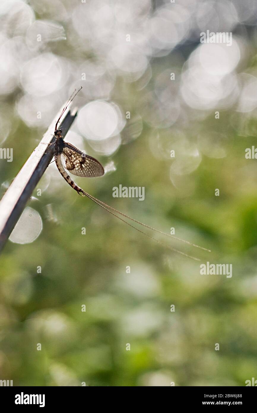 Ephemera damica hi-res stock photography and images - Alamy