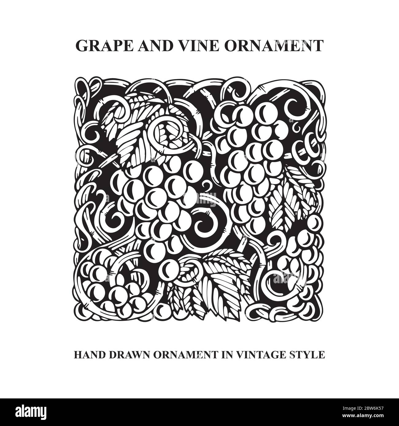 Grape. Grape bunch and vine hand drawn vector illustration. Grape and ...