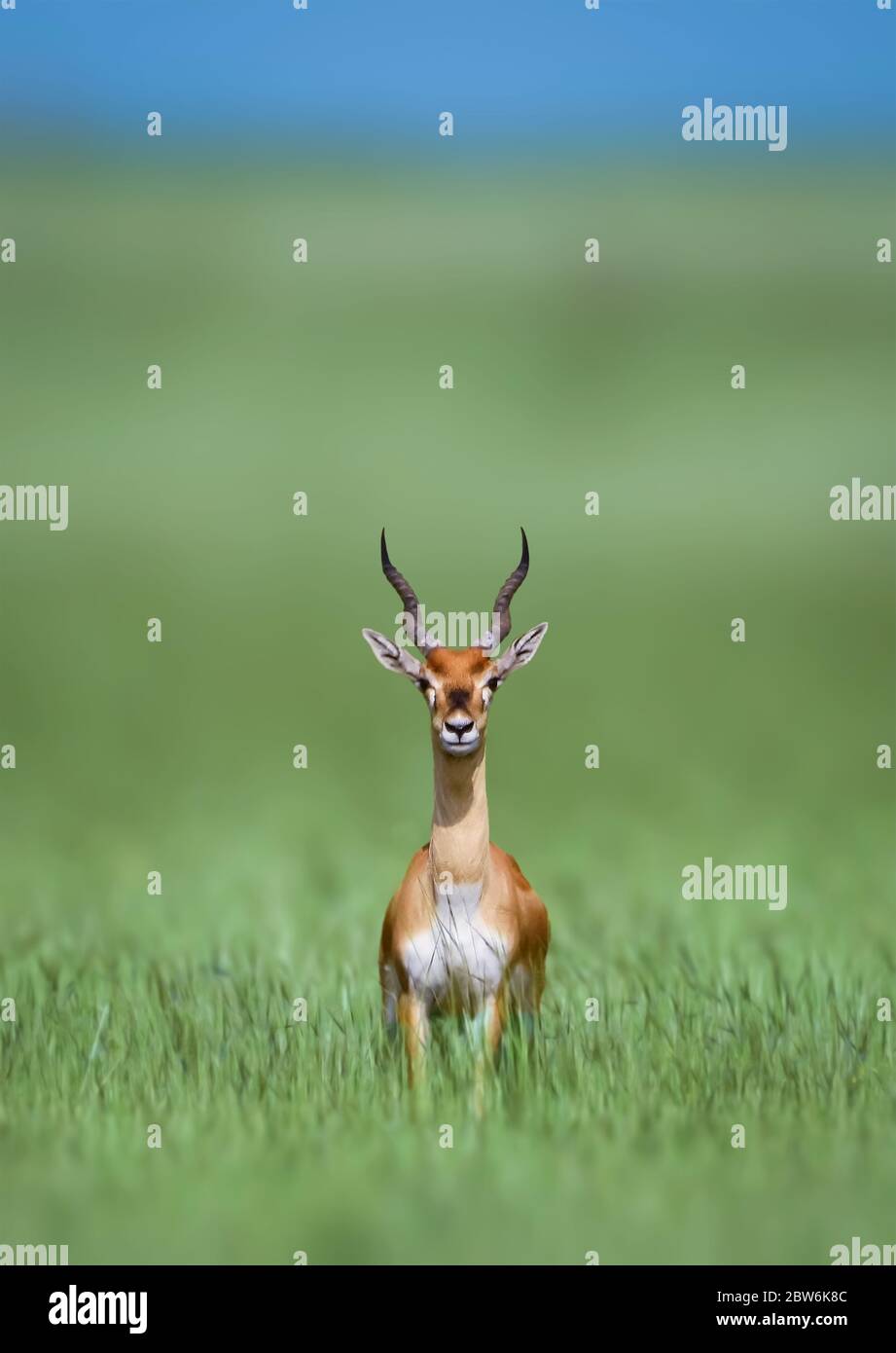 Mammals of pakistan hi-res stock photography and images - Alamy