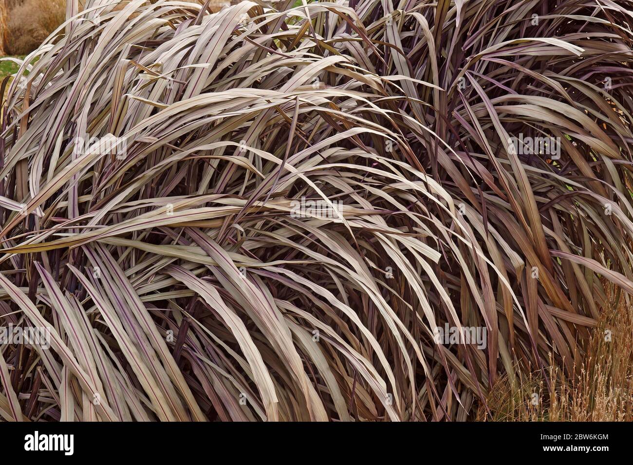 Elephant grass (Cenchrus purpureus 'Tift 8'). Called Napier grass and ...