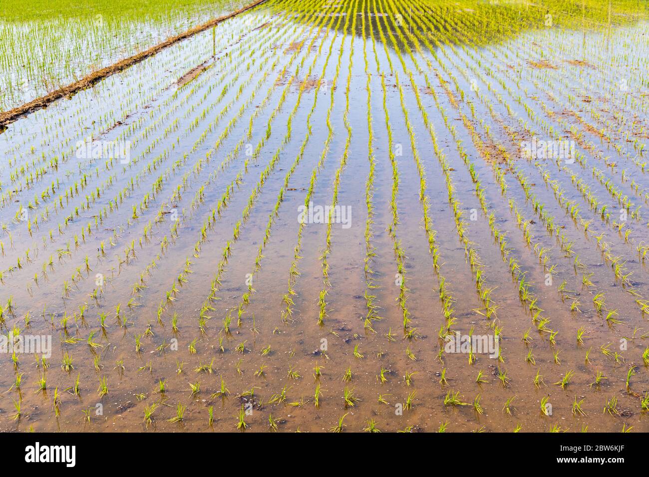 Korean traditional rice farming. Korean rice farming scenery. Korean ...