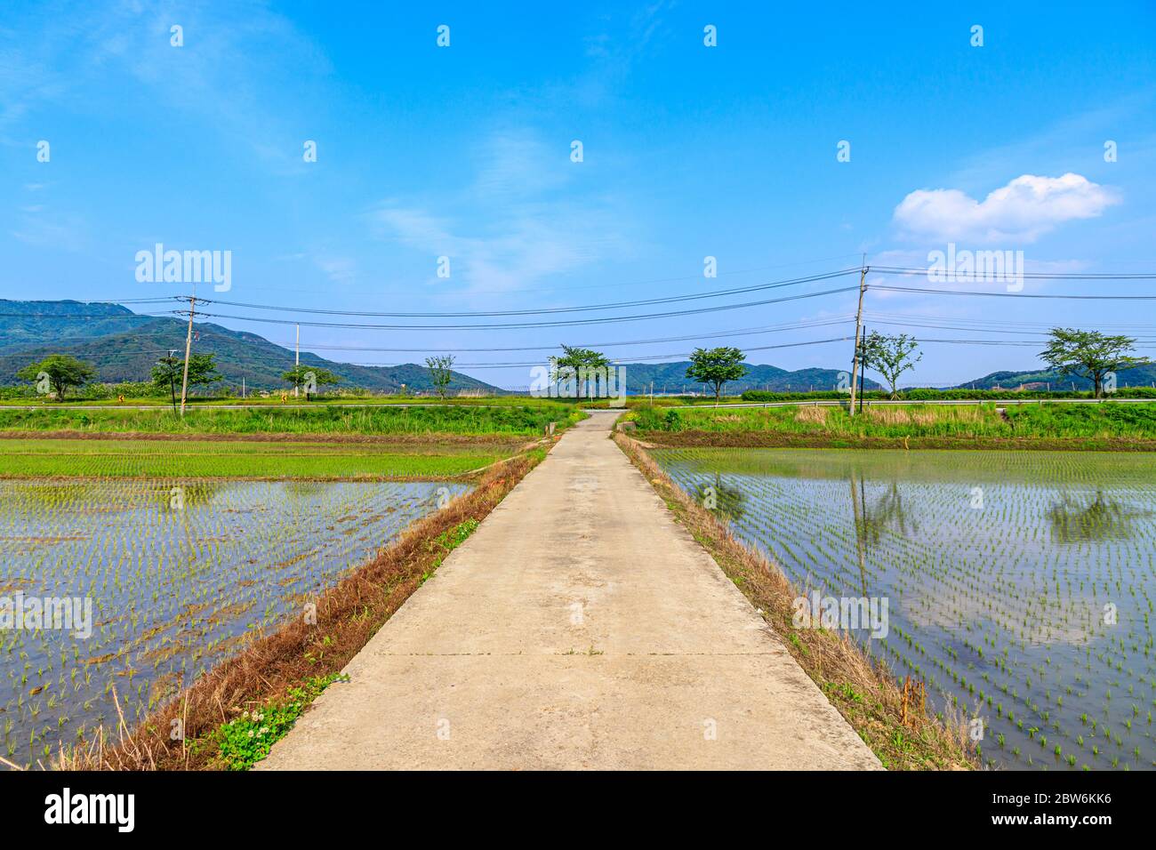Korean traditional rice farming. Korean rice farming scenery. Korean ...