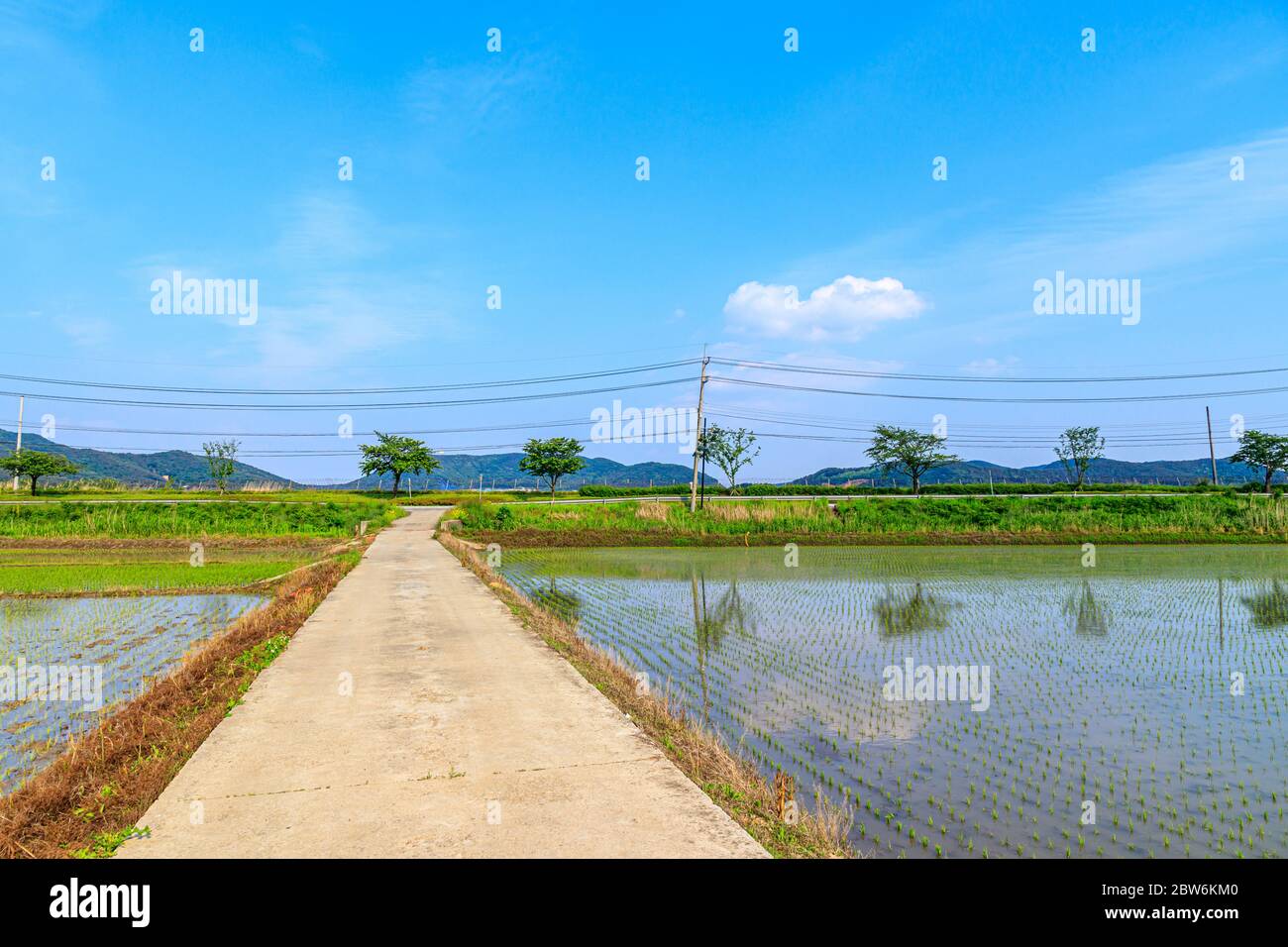 Korean traditional rice farming. Korean rice farming scenery. Korean ...