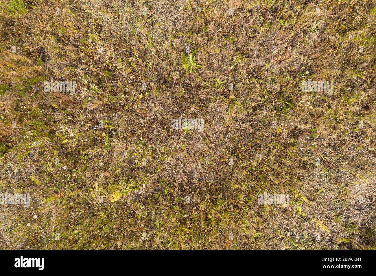 wild field, view from above Stock Photo - Alamy