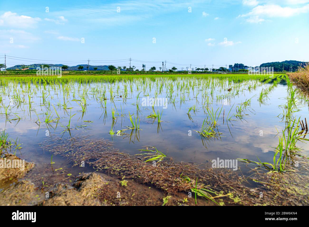 Korean traditional rice farming. Korean rice farming scenery. Korean ...