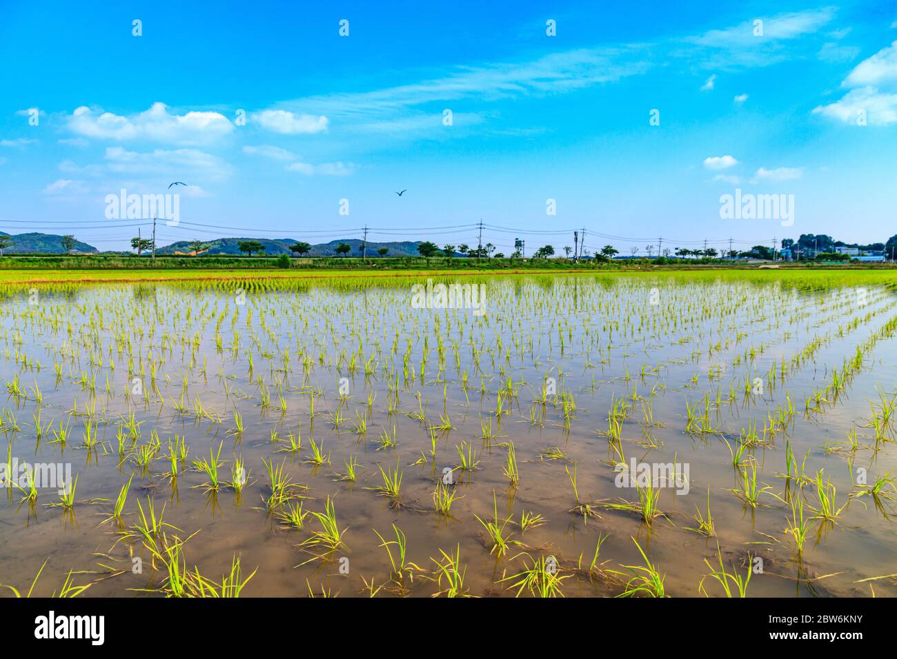 Korean traditional rice farming. Korean rice farming scenery. Korean ...