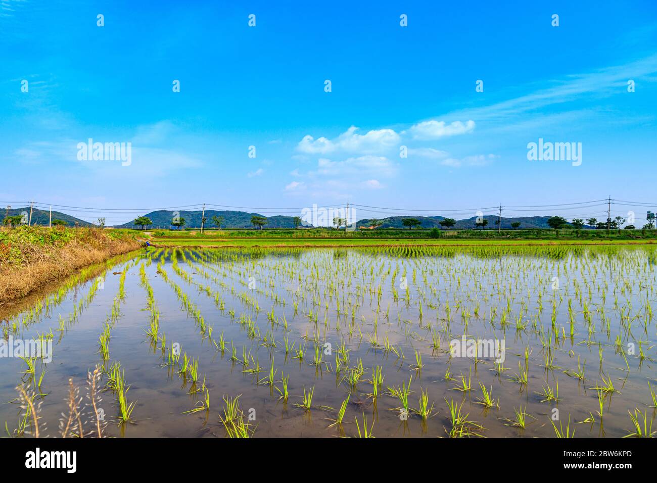 Korean traditional rice farming. Korean rice farming scenery. Korean ...