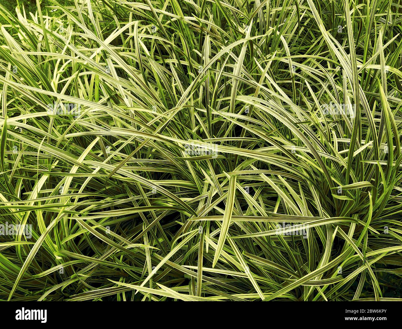 Ground carpet hi-res stock photography and images - Alamy