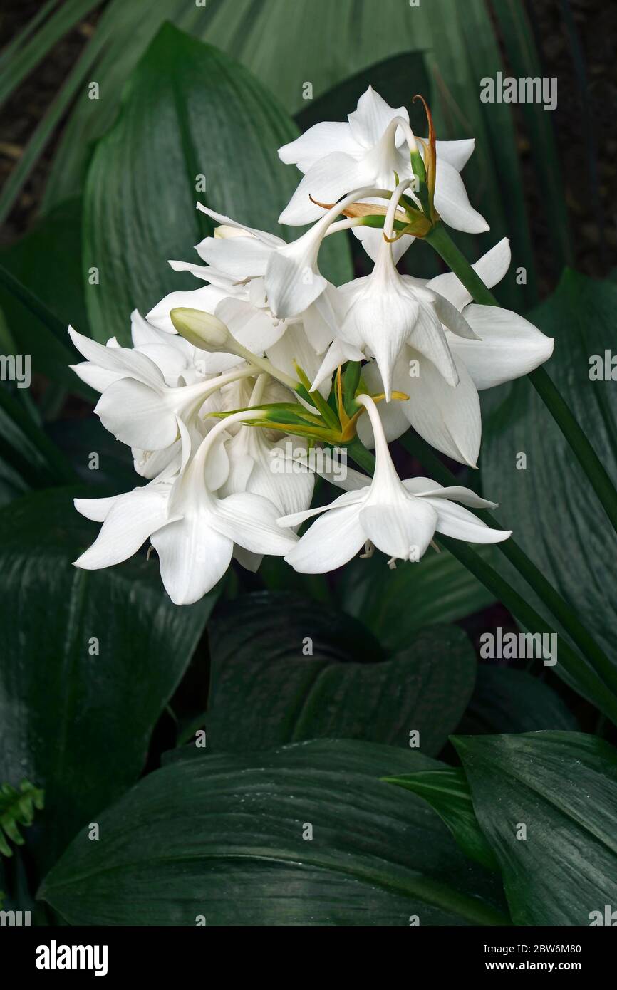 Amazon lily flowers (Eucharis amazonica Stock Photo - Alamy