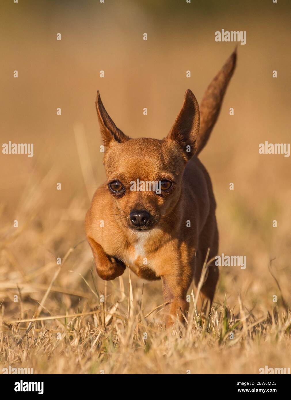 Portrait cute purebred chihuahua flower hi-res stock photography and ...