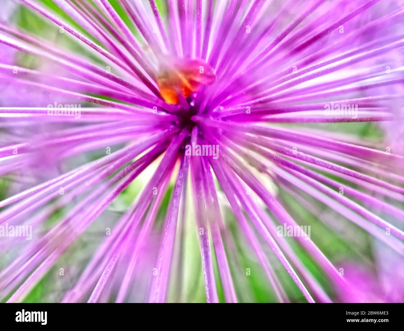 Blooming leeks hi-res stock photography and images - Alamy
