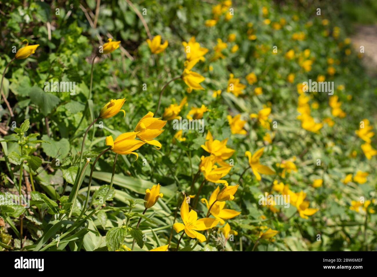 Many very rare yellow wild tulips with selected focus and bokeh, Tulipa ...