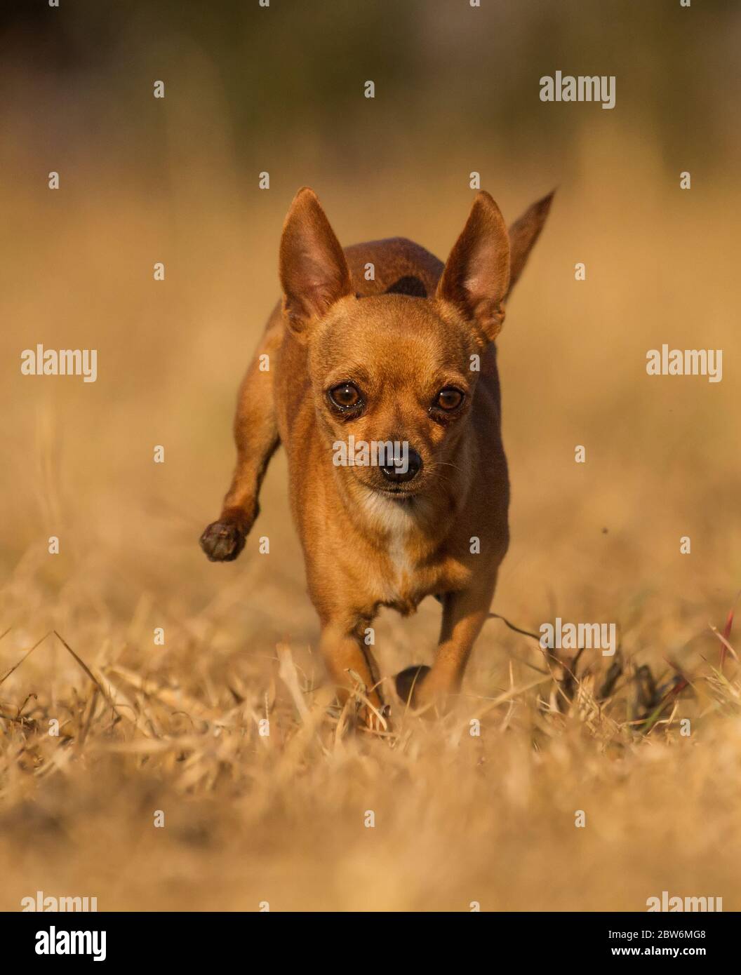 Adorable chihuahua hi-res stock photography and images - Alamy
