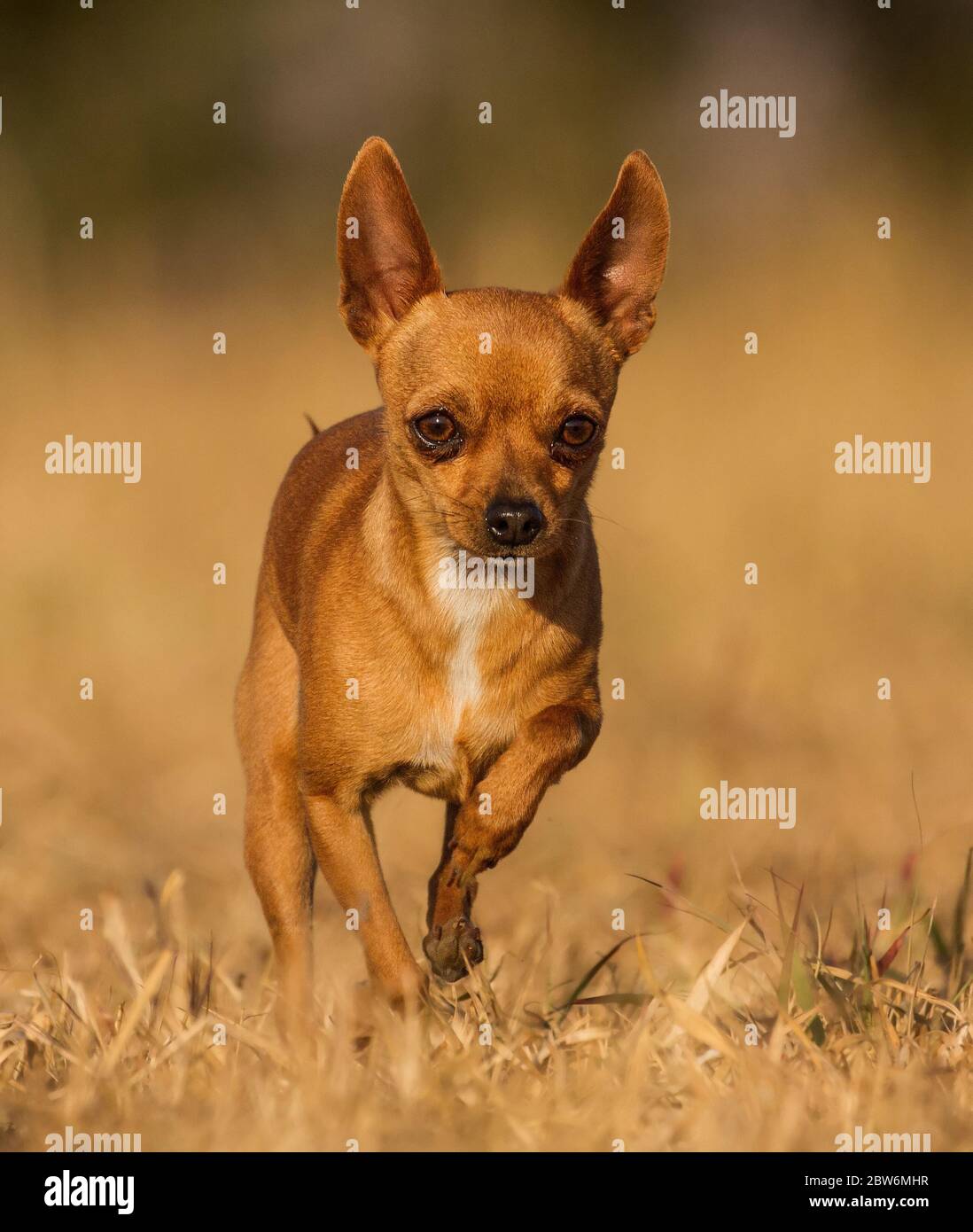 Chihuahua running hi-res stock photography and images - Alamy