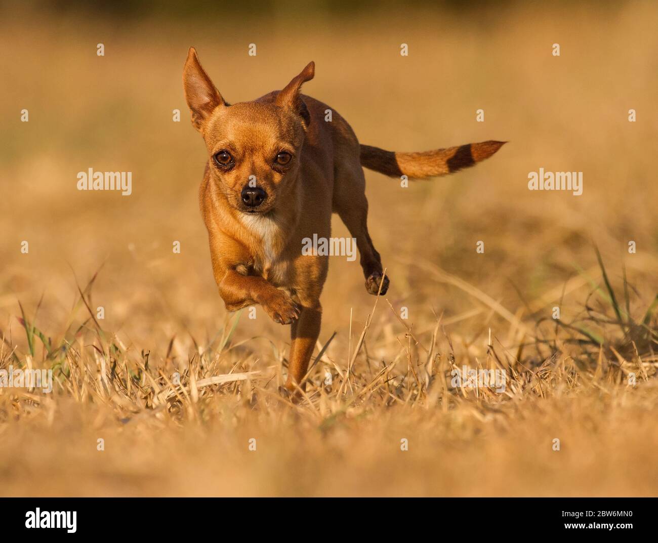 Dog pet chiwawa small hi-res stock photography and images - Alamy