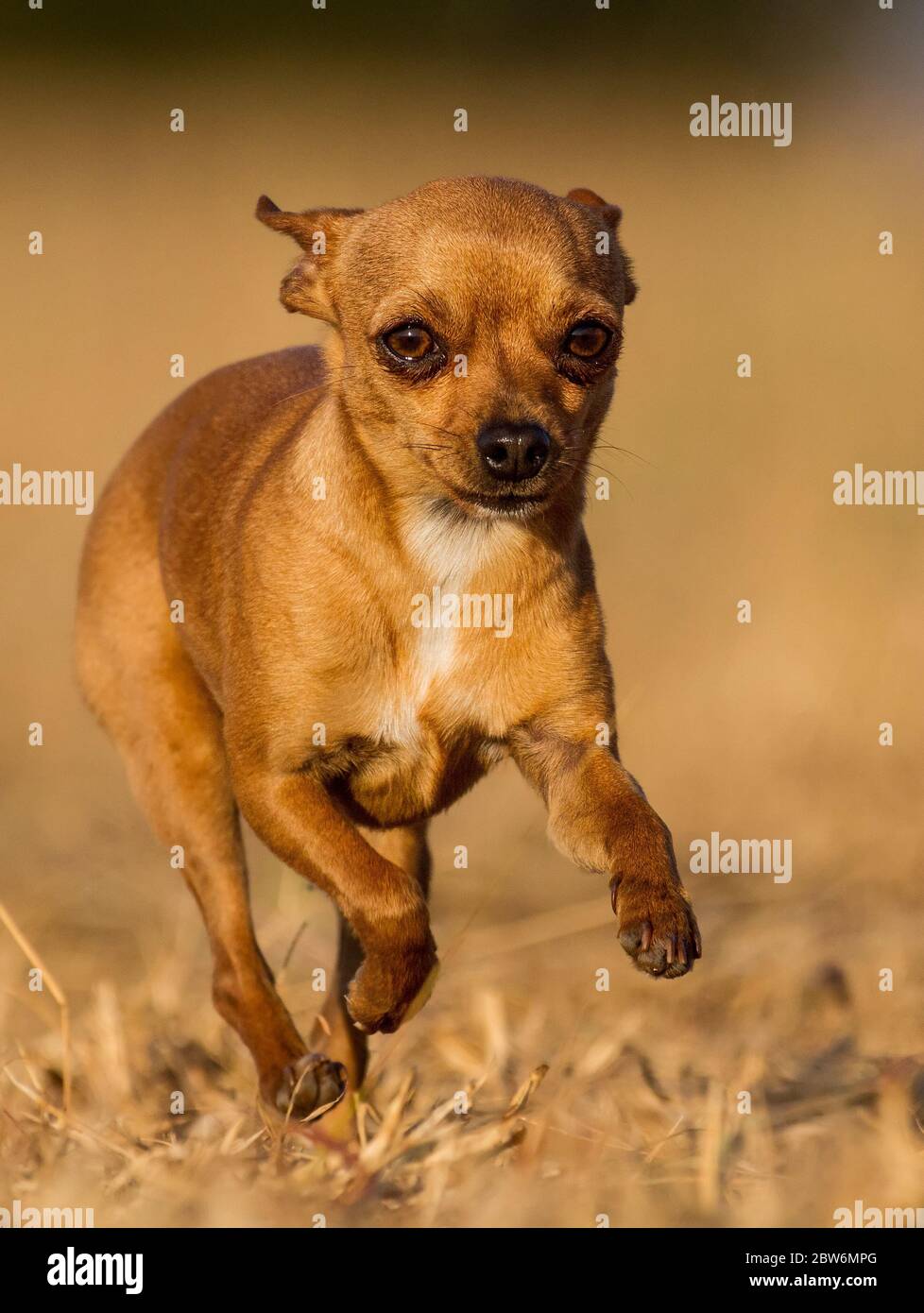 Portrait cute purebred chihuahua flower hi-res stock photography and ...