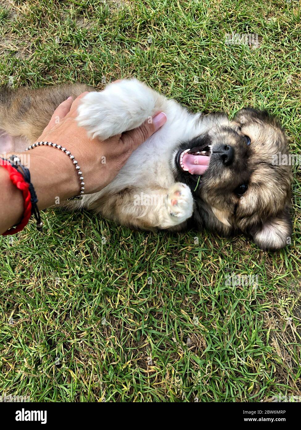 Human puppy play outdoor hi-res stock photography and images - Alamy