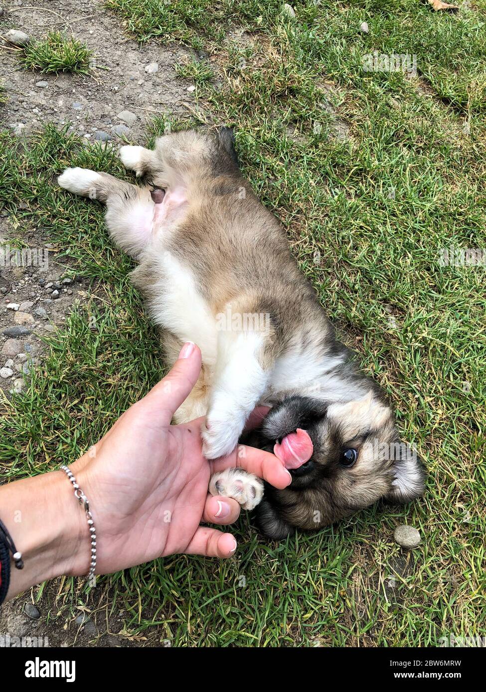 Human puppy play outdoor hi-res stock photography and images - Alamy