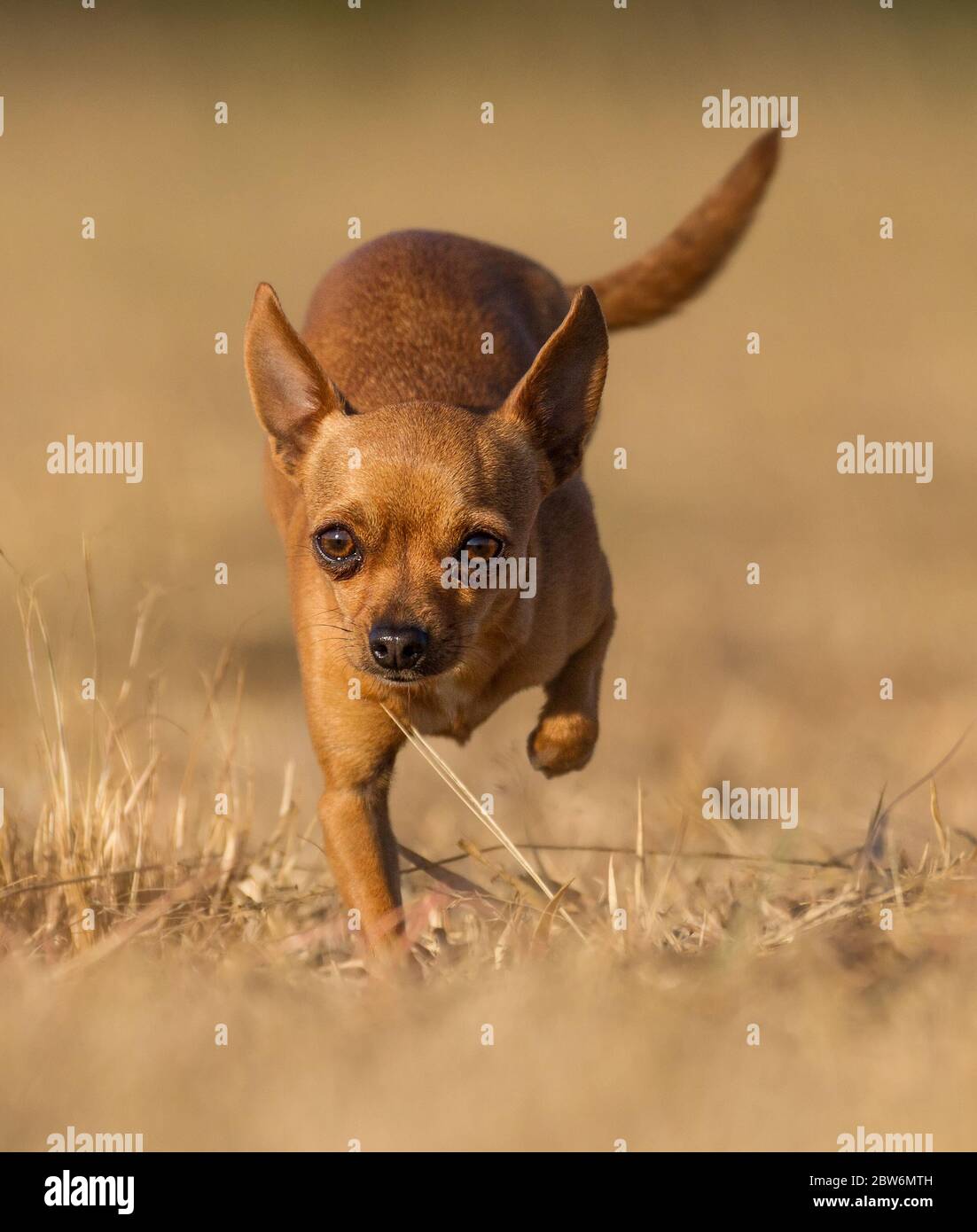 Adorable puppy running hi-res stock photography and images - Alamy