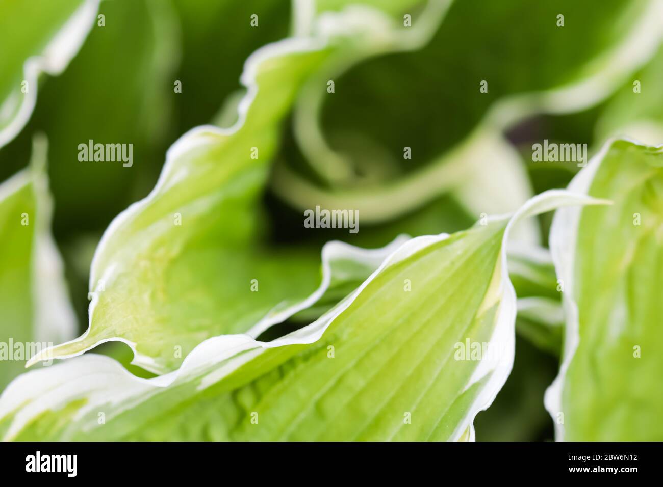 Natural background. Hosta (Funkia, Plantain Lilies) in the garden ...