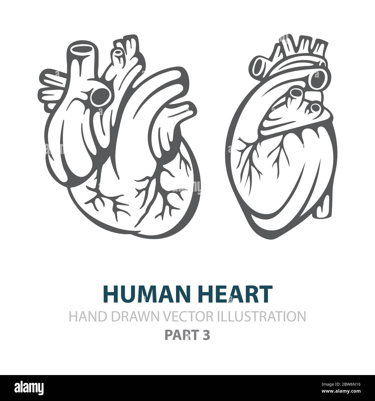 Simple Human Heart Sketch