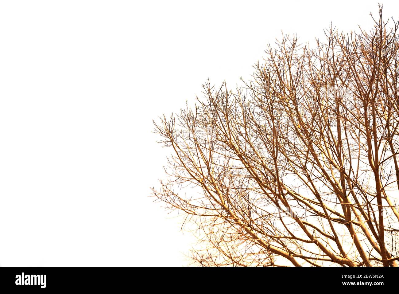 Branch of dry tree on isolated di cut on white background with clipping ...