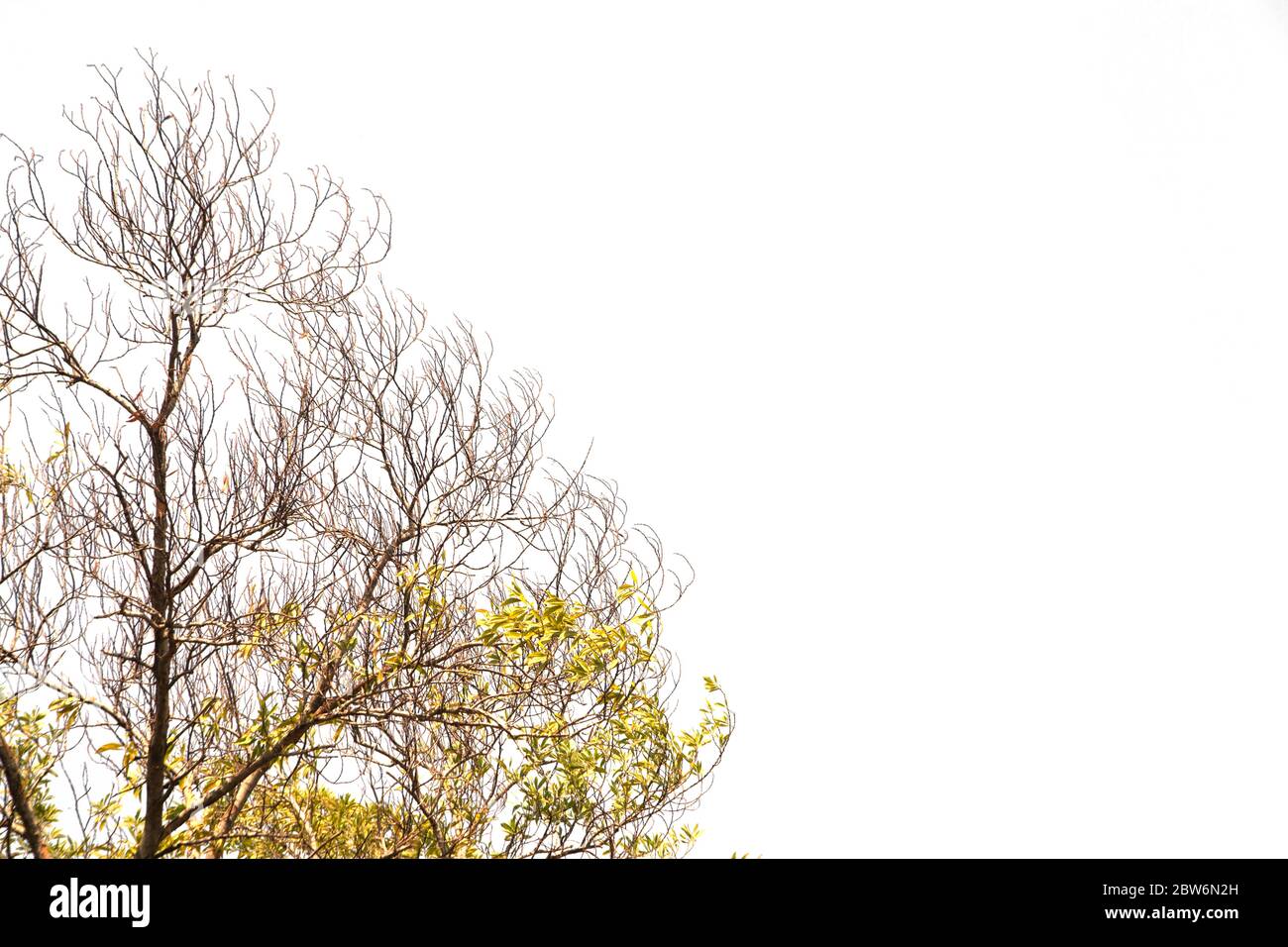 Branch of dry tree on isolated di cut on white background with clipping ...