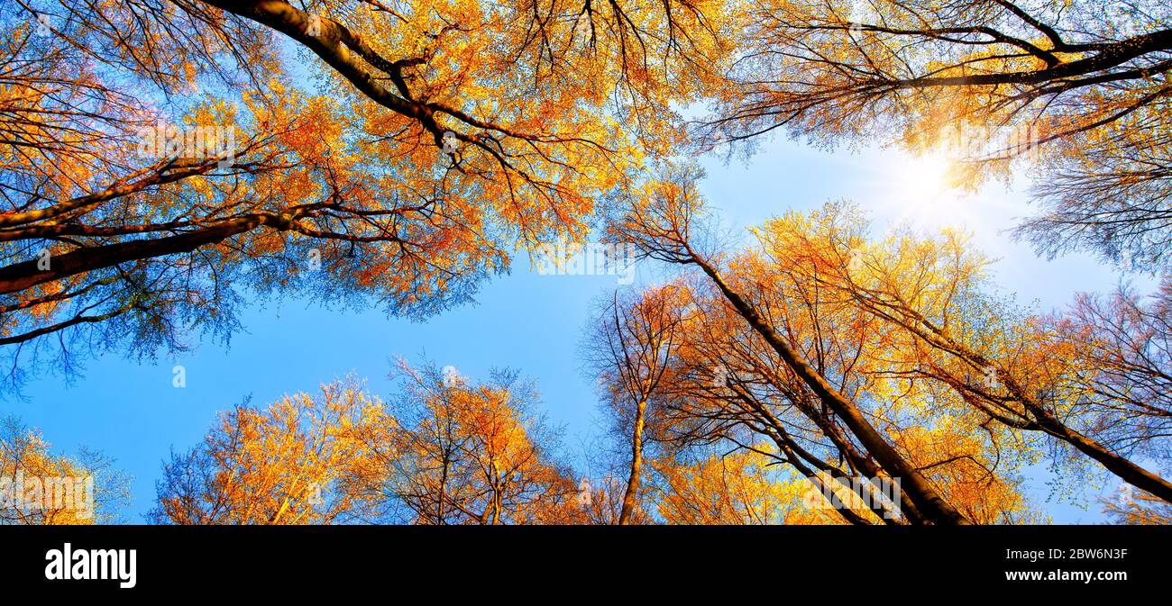 The autumn sun shining through golden treetops, with the beautiful ...