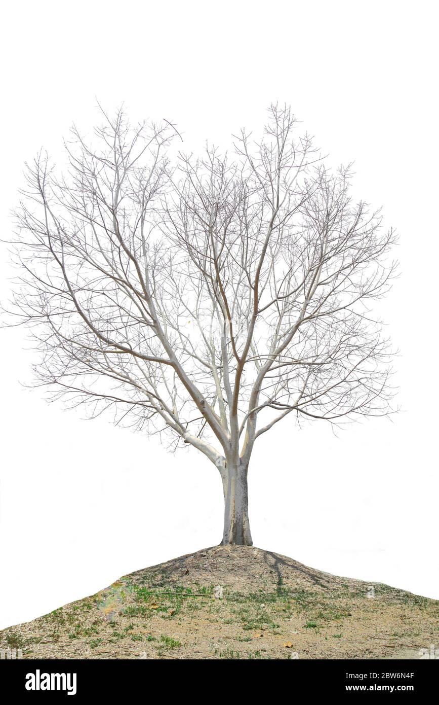Dry tree on isolated di cut on white background with clipping path ...
