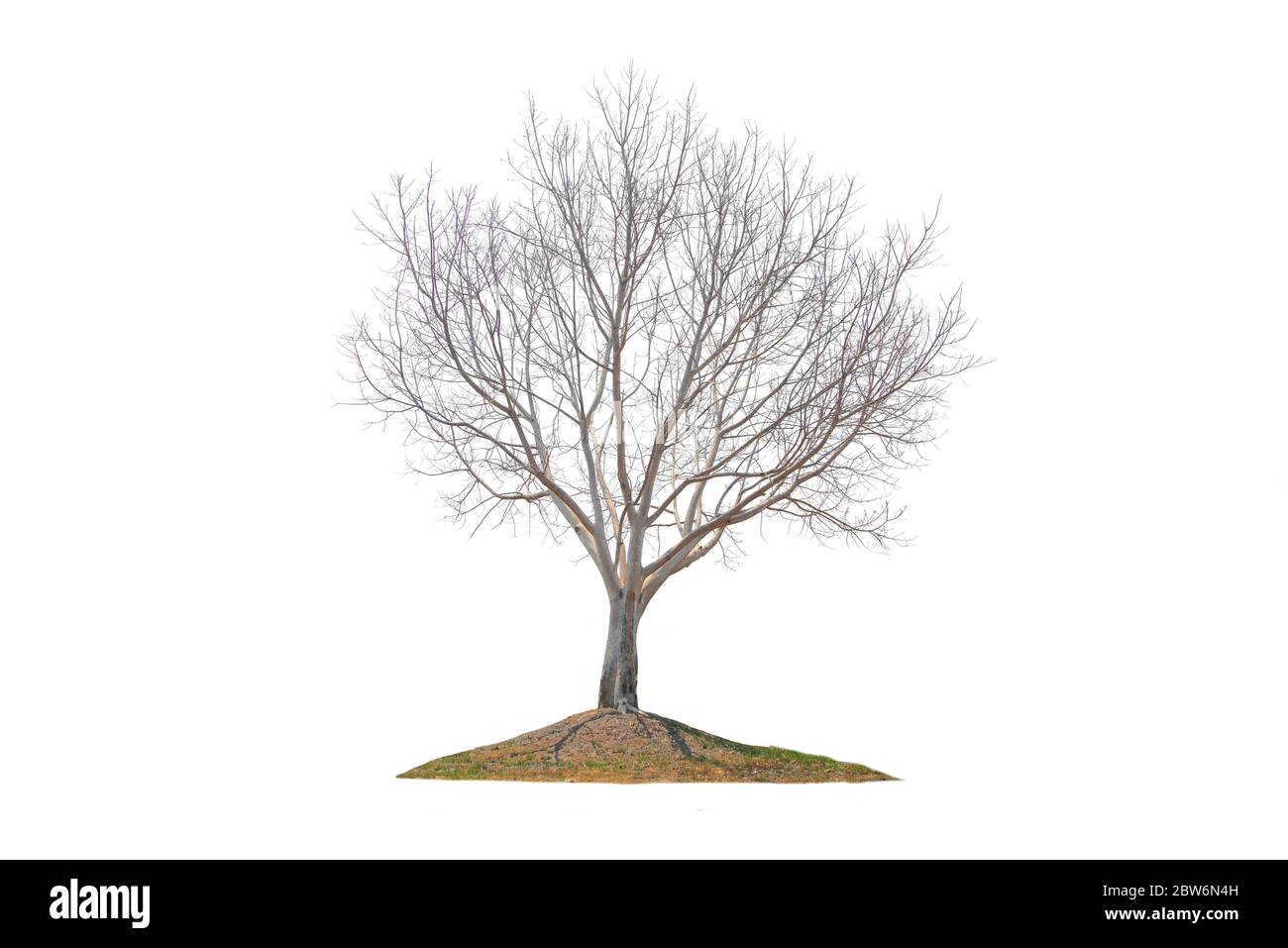 Dry tree on isolated di cut on white background with clipping path ...