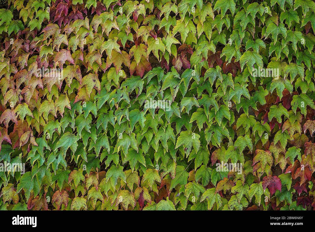 A natural background with colorful ivy leaves Stock Photo - Alamy