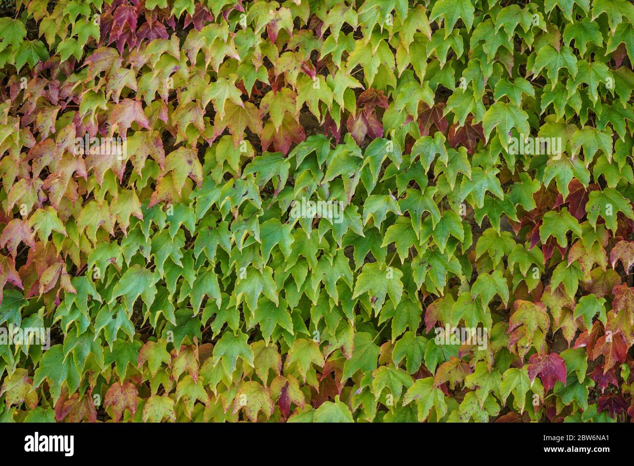 natural background with colorful ivy leaves on wall Stock Photo - Alamy
