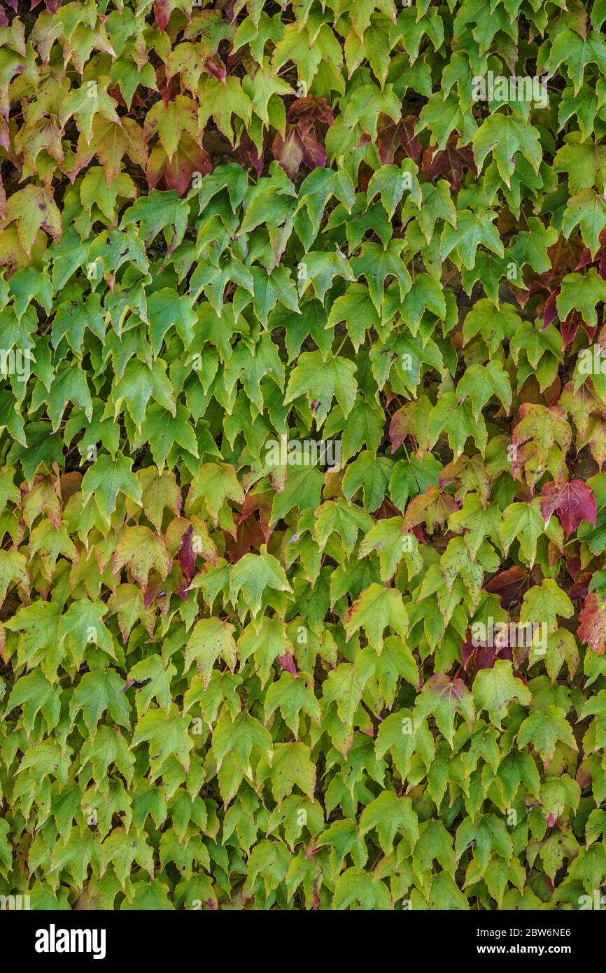 natural background with colorful ivy leaves on wall Stock Photo - Alamy