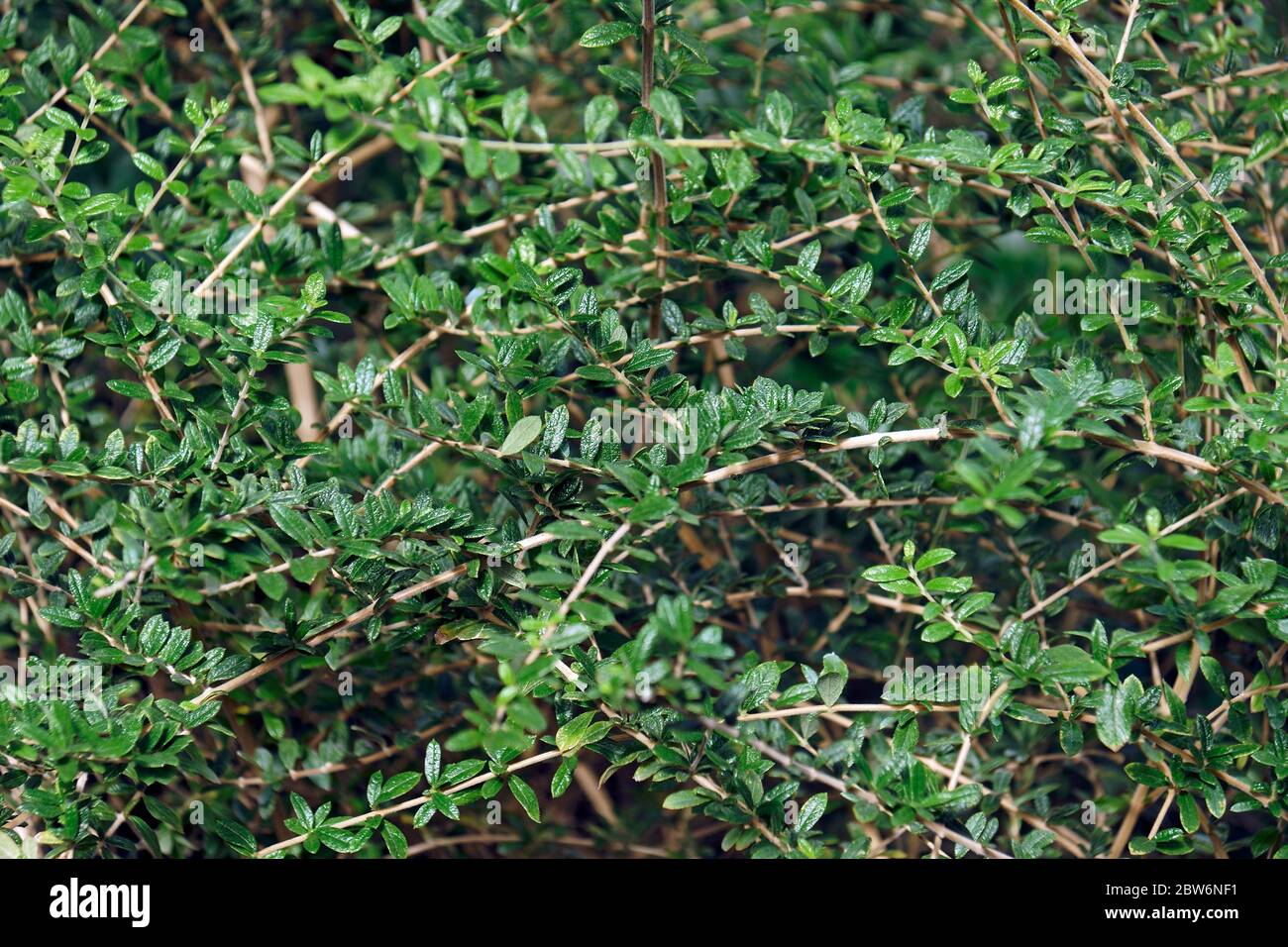 Moujean tea (Nashia inaguensis). Called Bahamas berry and Pineapple ...