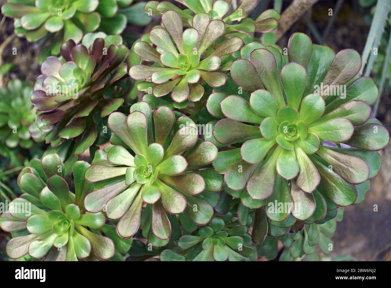 Tree aeonium aeonium arboreum hi-res stock photography and images - Alamy