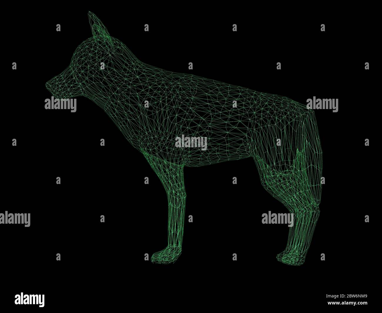 3d rendering wireframe polygonal wolf isolated on black Stock Photo - Alamy