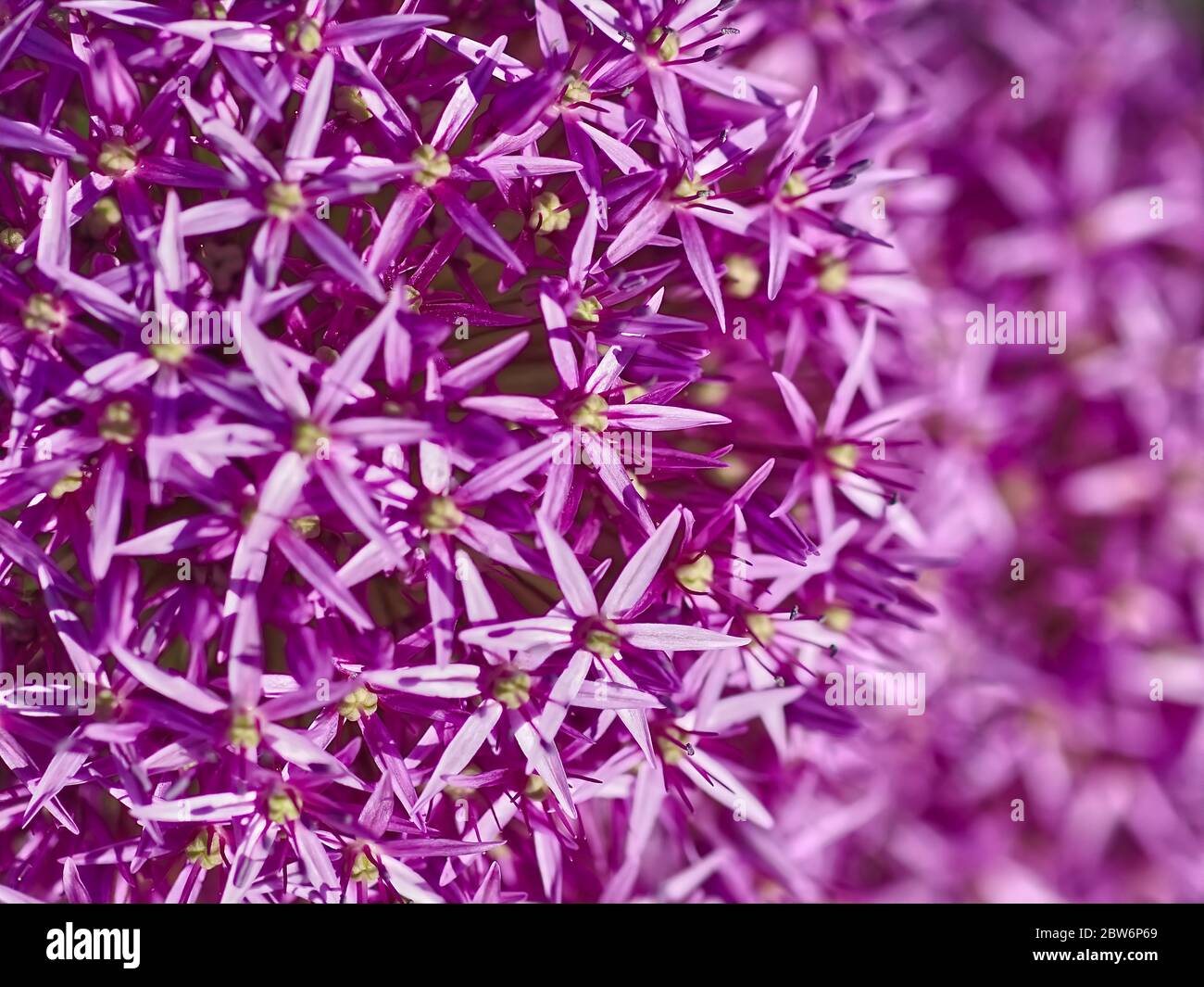 Ornamental leek hi-res stock photography and images - Alamy