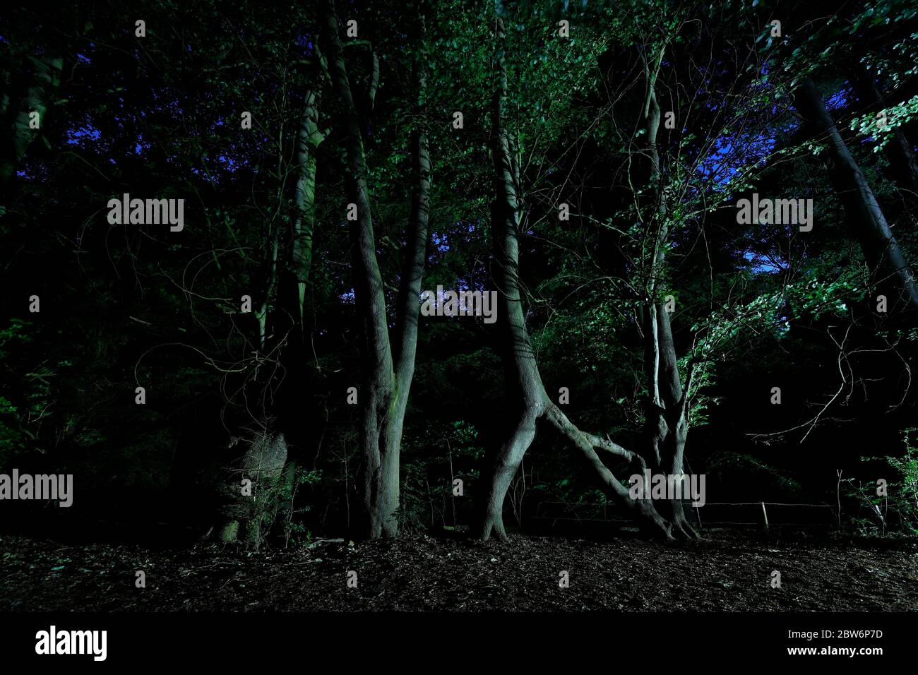 Nellie's tree hi-res stock photography and images - Alamy