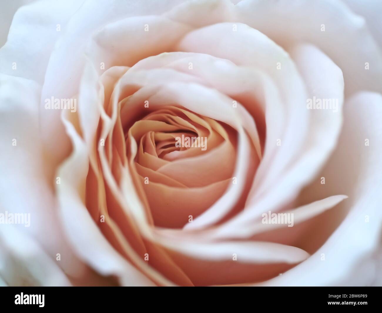 Perfection of a white rose hi-res stock photography and images - Alamy