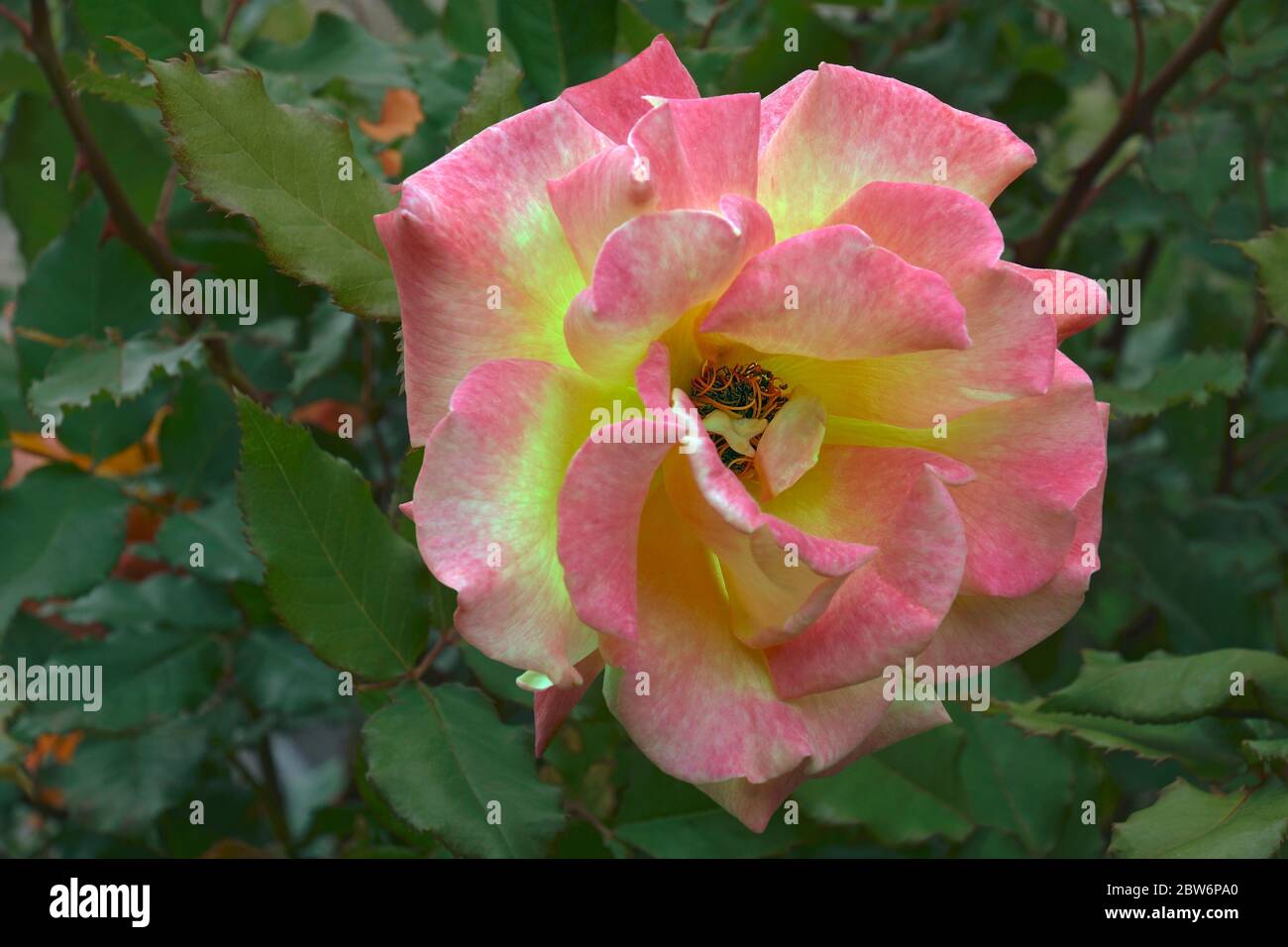 Hybrid rose flower (Rosa Stock Photo - Alamy