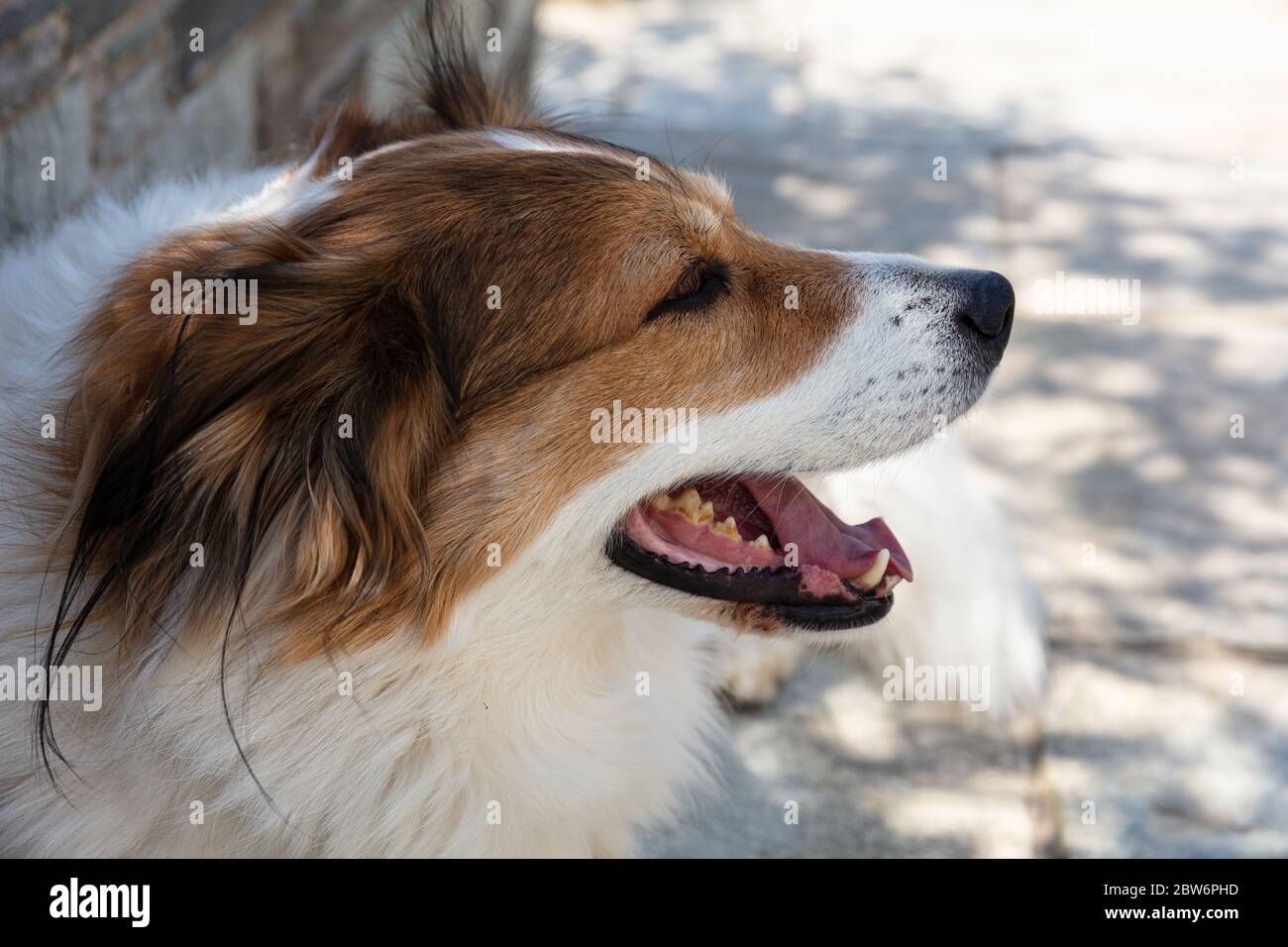 Dog face side view hi-res stock photography and images - Alamy