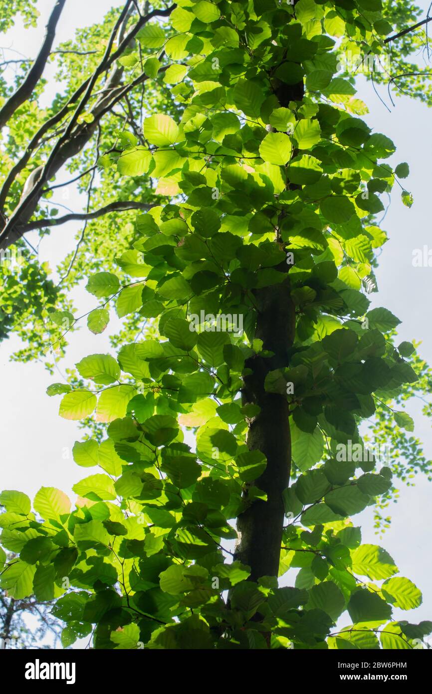Fresh green leaves glowing in backlight Stock Photo - Alamy