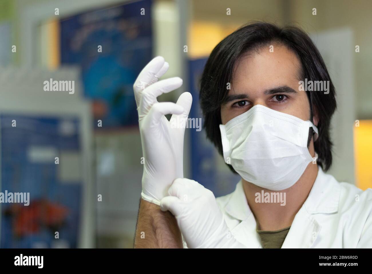 Researcher putting white nitrile surgical gloves to start an experiment ...