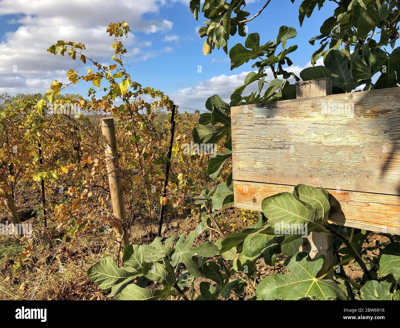 wooden sign board in a vineyard in autumn Stock Photo - Alamy