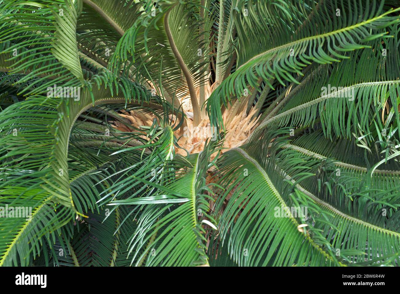 Sago Palm (Cycas revoluta). Called King sago, Sago cycad and Japanese ...